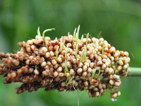 How millets were displaced across Uttarakhand’s hillsides (and why we ...
